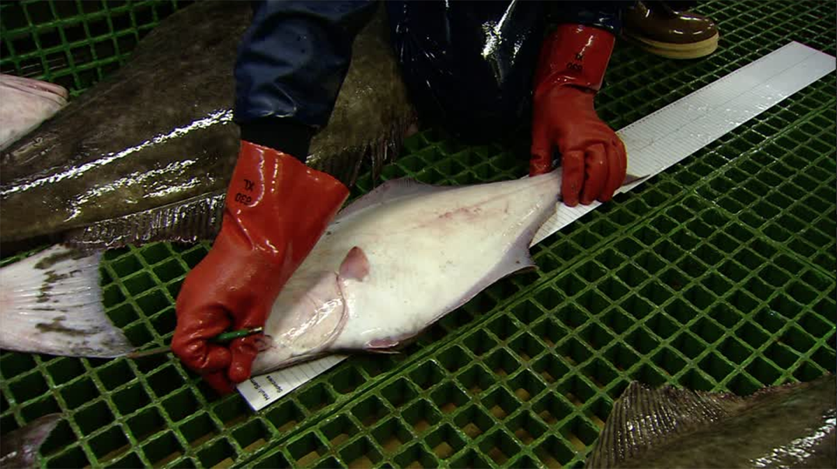 Electronic Monitoring for Fisheries